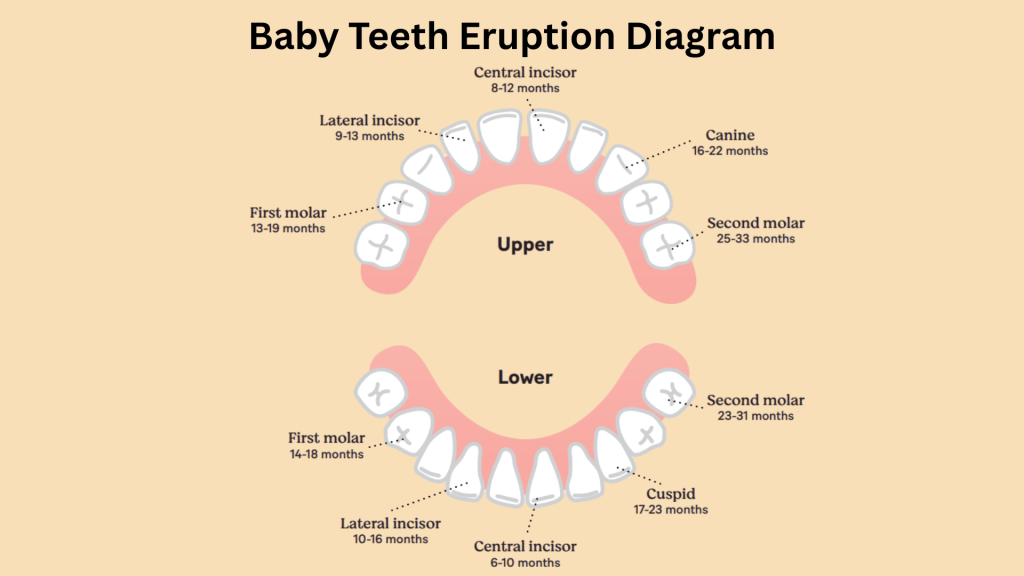 Baby Teeth Timeline: Eruption, Loss, and Care Tips - Freddy The Frogcaster