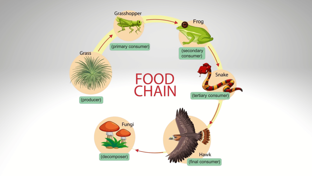 Tropical Rainforest Food Chain Explained - Freddy The Frogcaster