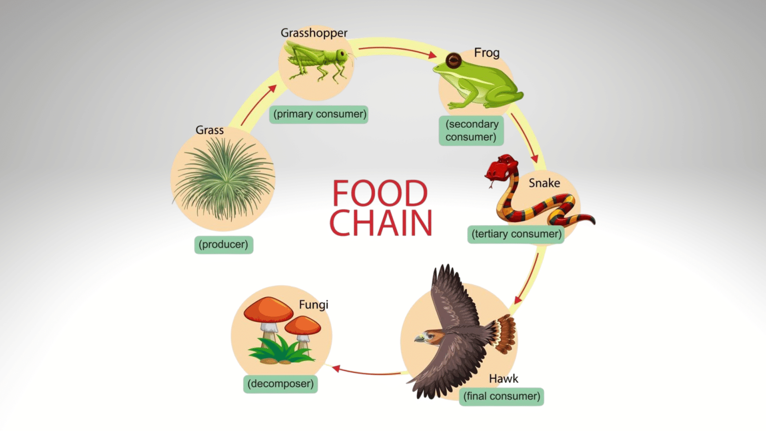 Tropical Rainforest Food Chain Explained - Freddy The Frogcaster