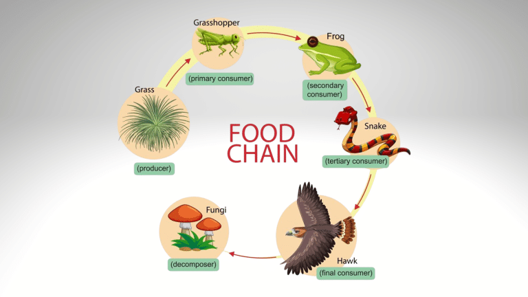 Tropical Rainforest Food Chain Explained - Freddy The Frogcaster