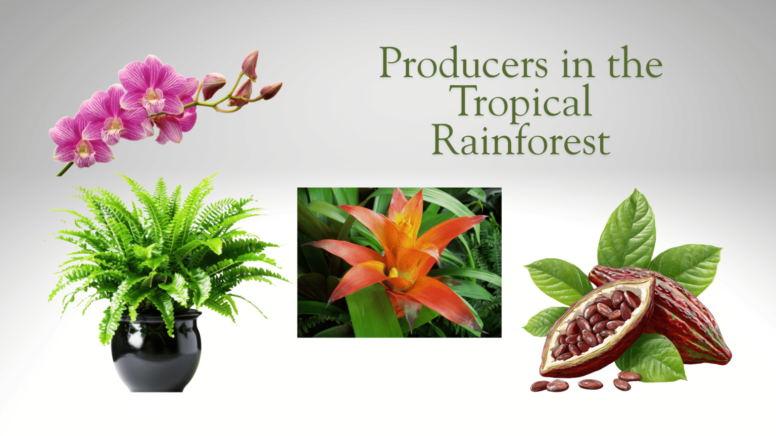 Tropical Rainforest Food Chain Explained - Freddy The Frogcaster